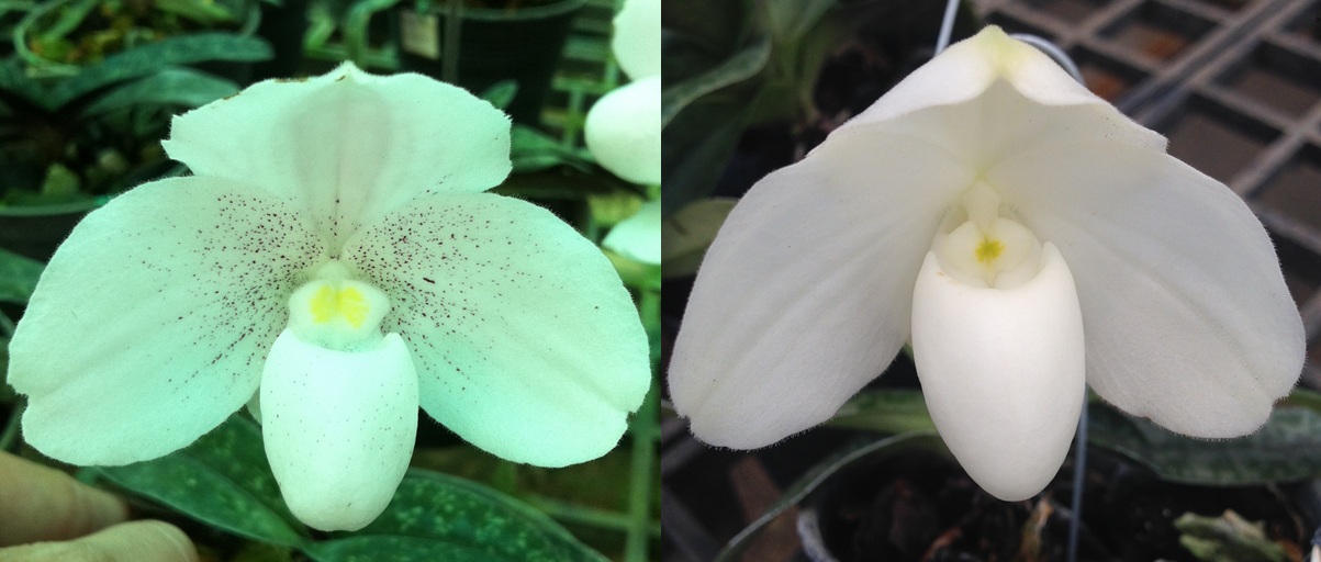 Orchidee Paphiopedilum nevium X Paphiopedilum godefroyae var alba ...